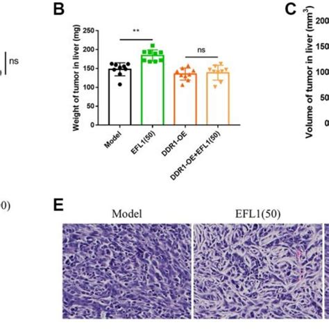 Body Weight And Tumor Characterization Following Ddr1 Overexpression