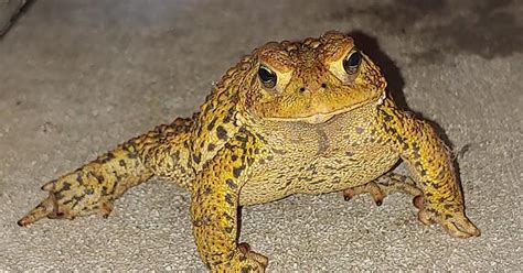 Tough Toad Album On Imgur