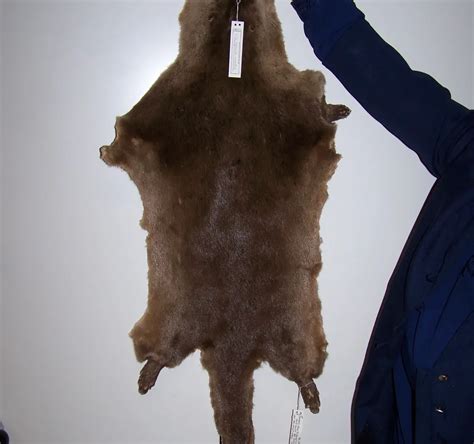 Detectives En Acción O El Caso De La Nutria Discreta