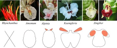 Ginger Flower Anatomy