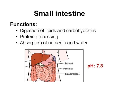Function Of Digestive System Break Down Carbohydrates Lipids