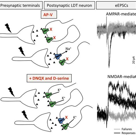 Cartoon Of The Mouse Brain Showing Relevant Corticothalamic Download Scientific Diagram