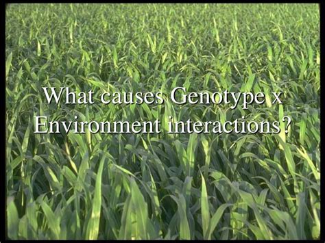Ppt Genotype X Environment Interactions An Essential Analysis In