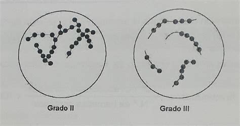 Conociendo El Mundo De La Hematología