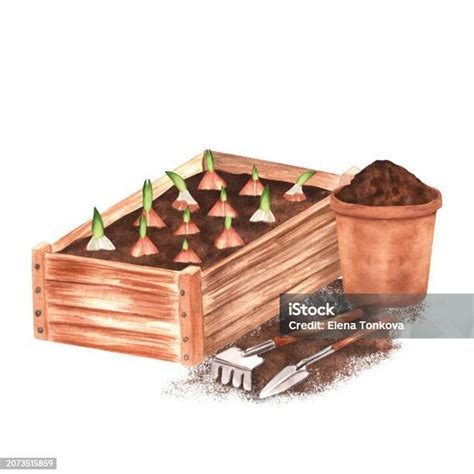 손으로 그린 수채화 그림입니다 튤립 구근 정원용 갈퀴 삽 흙이 담긴 화분이 있는 나무 정원 상자 삽에 대한 스톡 벡터 아트 및 기타 이미지 Istock