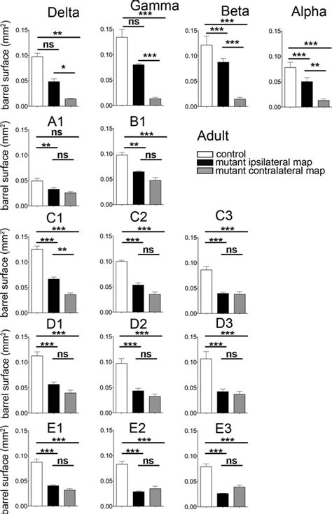 Figures And Data In A Mutant With Bilateral Whisker To Barrel Inputs Unveils Somatosensory