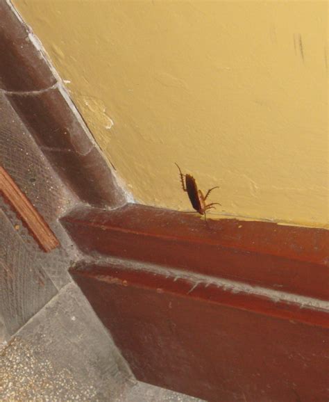 Cockroach Alarm Ahorninperu