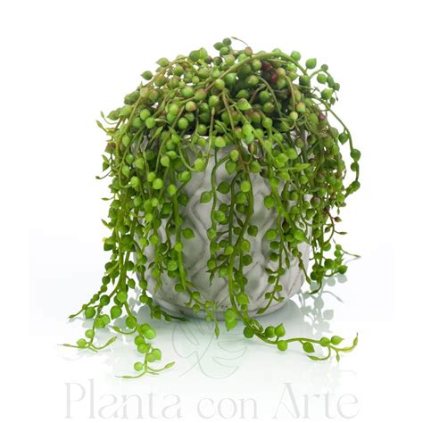 Planta De Senecio Artificial Mini En Maceta De Cemento