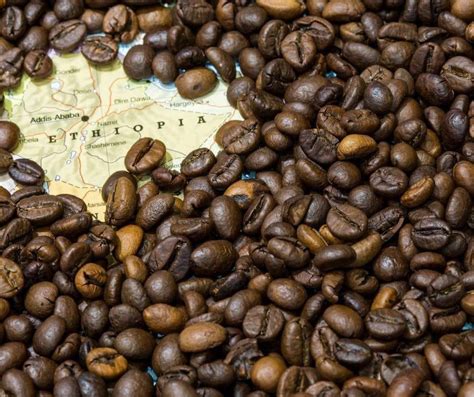 ከቡና ወጪ ንግድ 519 ሚሊዮን የአሜሪካን ዶላር ገቢ ተገኘ Getu Temesgen