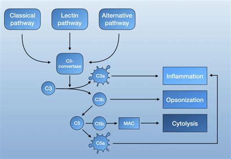Schematic Overview Of The Complement System Download Scientific Diagram