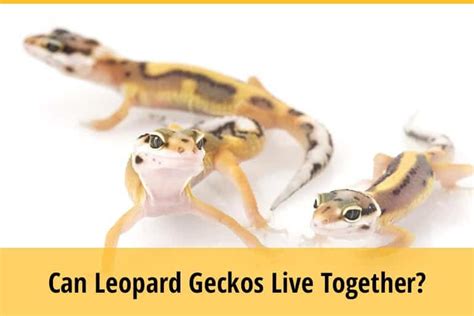 Can Leopard Geckos Live Together? In Pairs or In Groups? | ZooAwesome