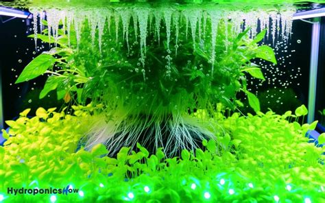 Does Water And Oxygen Affect Plant Growth In Hydroponics
