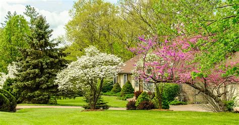The Best Trees For Shade In Texas Beat The Heat Naturally