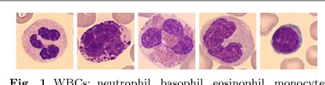 Figure 1 From A Leukocytes Count System From Blood Smear Images