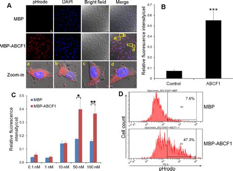 Abcf1 Facilitates Rpe Phagocytosis A Phagocytosis Of Phrodo Labeled Download Scientific