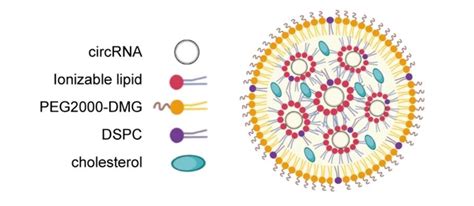Creative Biogene On Linkedin Creative Biogene Has Been Devoted To