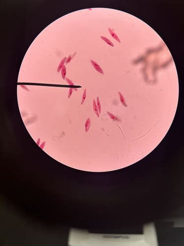 Microbiology Lab Midterm Practical Flashcards Quizlet