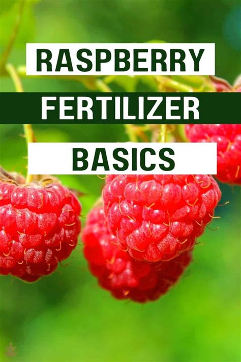 raspberry fertilizer basics for gardeners artofit