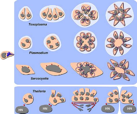 The Flexibility Of Apicomplexan Cell Division Schematic Outline Of Cell Download Scientific