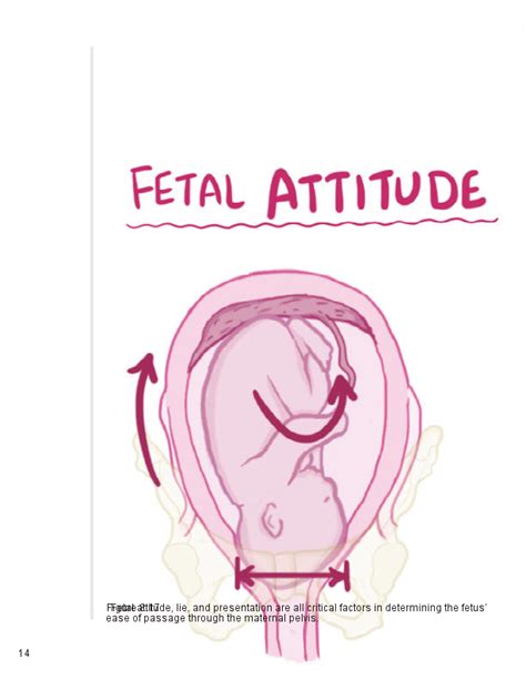 Oxytocin And Prolactin Osmosis