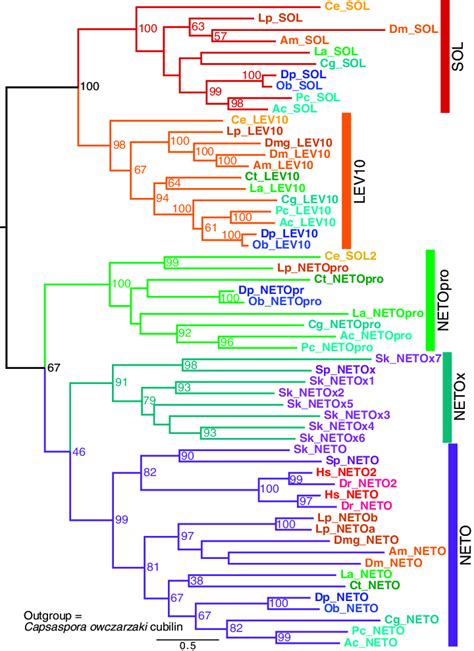 Evolution Of Neto And Related Proteins A Dendrogram From A Raxml