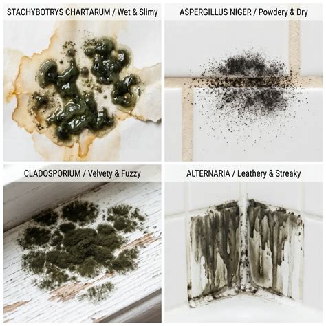 How To Get Rid Of Black Mold Without Spreading Spores Everywhere