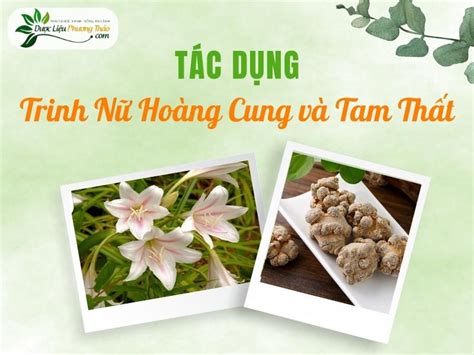Tác dụng Trinh Nữ Hoàng Cung Và Tam Thất trị u xơ tử cung