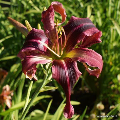Purple Tarantula Daylily Phloxeu