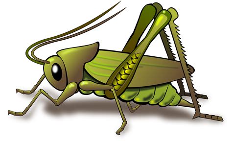 Grasshopper Clipart Panda Free Clipart Images
