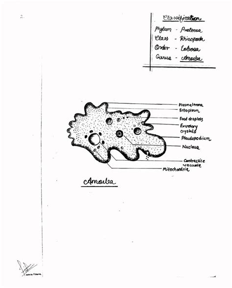 Amoeba Cell Diagram With Classification