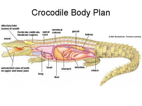 Reptile Digestive System