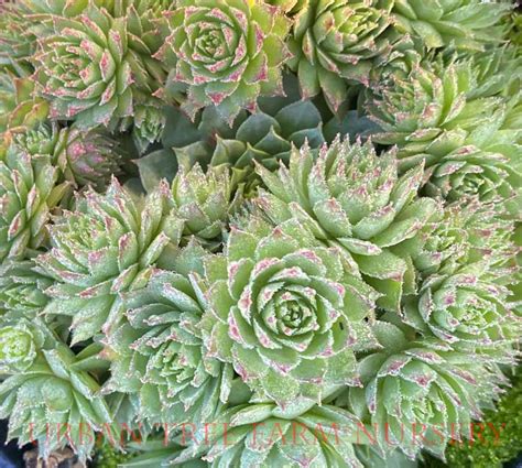Sempervivum Tectorum Carmen Urban Tree Farm Nursery
