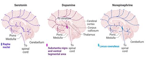 115 Sex Differences In Brain Circuits And Susceptibility To Psychiatric Disease Social Sci