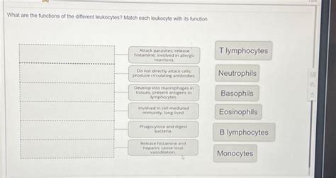 Solved What Are The Functions Of The Different Leukocytes