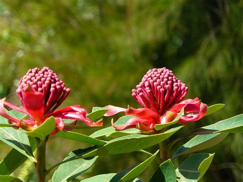 Waratah Australia Aussie Free Image Download