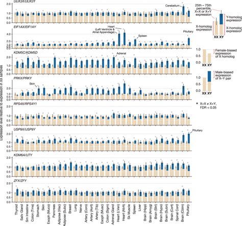 tissue specific male biased expression of x y gene pairs at the