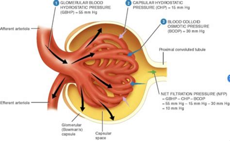 Pathophys Exam 3 Renal Flashcards Quizlet Pathophys Exam 3 Renal Flashcards Quizlet