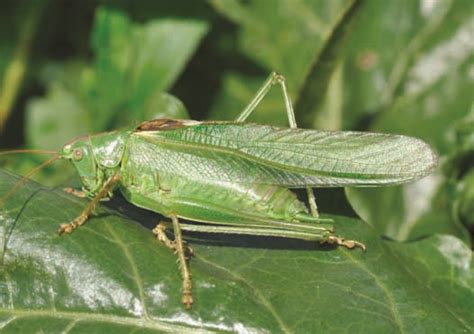 კუტკალიისებრნი