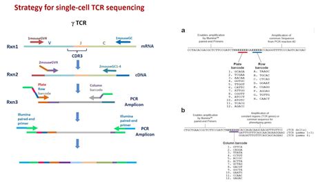 Single Cell Tcr Sequencing Strategy Youtube