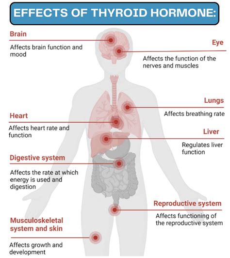 Thyroid Hormone Function