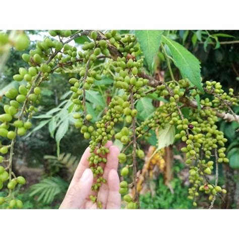 Biji Melada Pahit Herba 15g Lada Pahit Herbaubat Tradisional