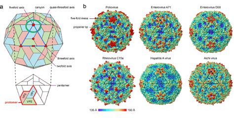 Picornavirus Structure A Schematic Representation Of A Picornavirus Download Scientific