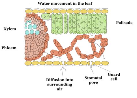 Leaf Structure Types Functions Gcse Biology Revision