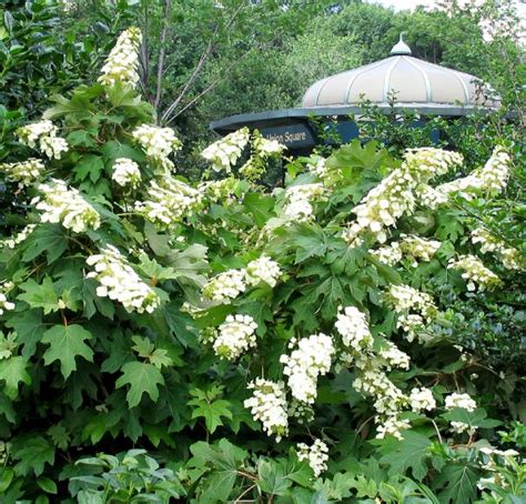 Oakleaf Hydrangea Sikes Dwarf 2 Gallon North Central