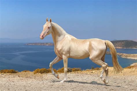Hairless Horses Breeds Genetic Disorders And Causes Mad Barn