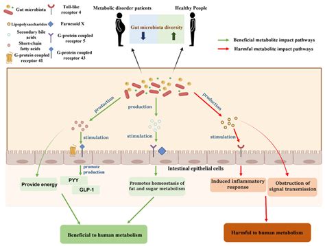 The Link Between Gut Microbiota And Metabolic Diseases Download