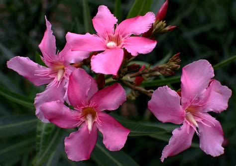 Adelfa Nerium Oleander A Photo On Flickriver