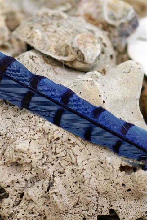 Blue Jay Feather Meaning Symbolism And Practical Uses