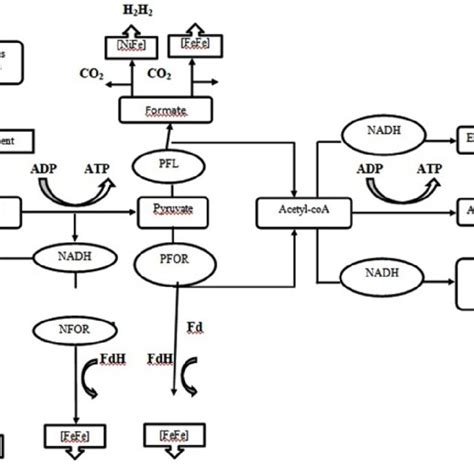 Dark Fermentation Pathways For Hydrogen Production Download