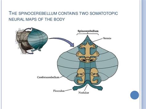 Cerebellum Anatomy And Physiology